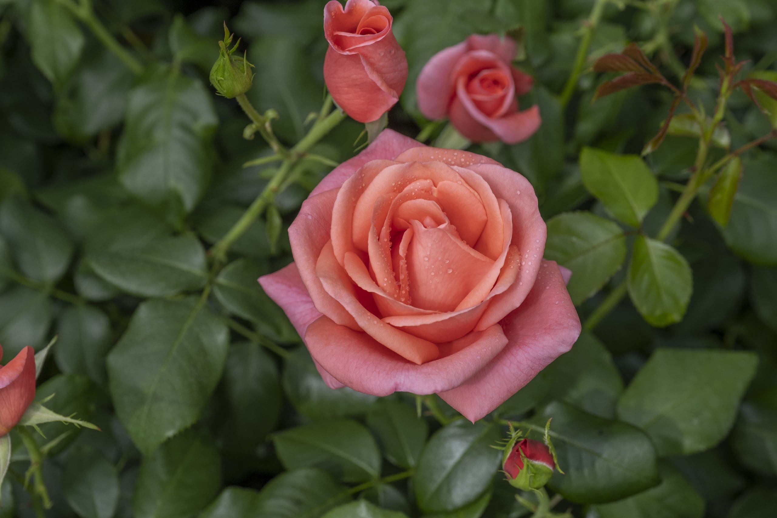 Royal Horticultural Society names rose for Princess of Wales - The ...